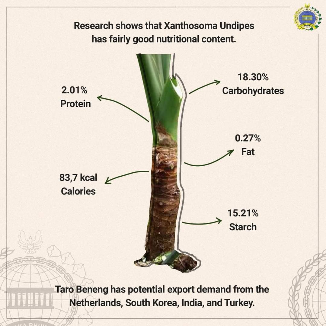 Talas Beneng Pandeglang Potensi Tinggi Ekspor ke Luar Negeri - Surat Dunia