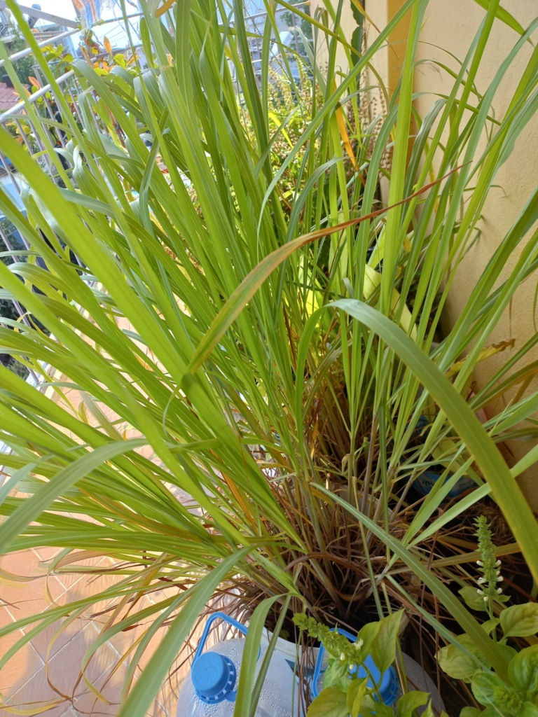 Perjuangan Menanam Serai di Alanya, Turki - Surat Dunia